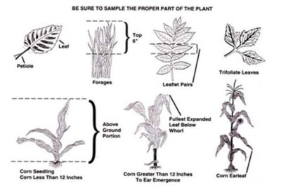 Proper Plant and Tissue Sampling – Denele Analytical Inc ...